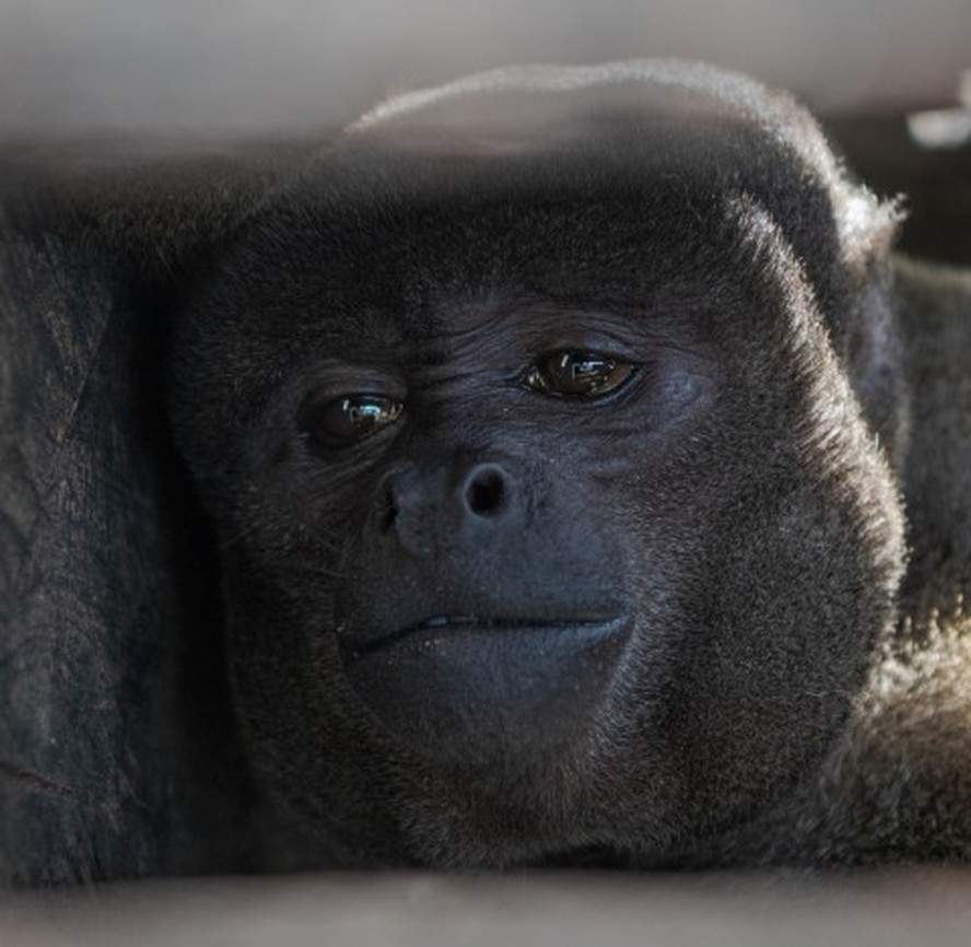 A saga de Paixão: macaco resgatado de jaula ilustra ameaças da caça e ...