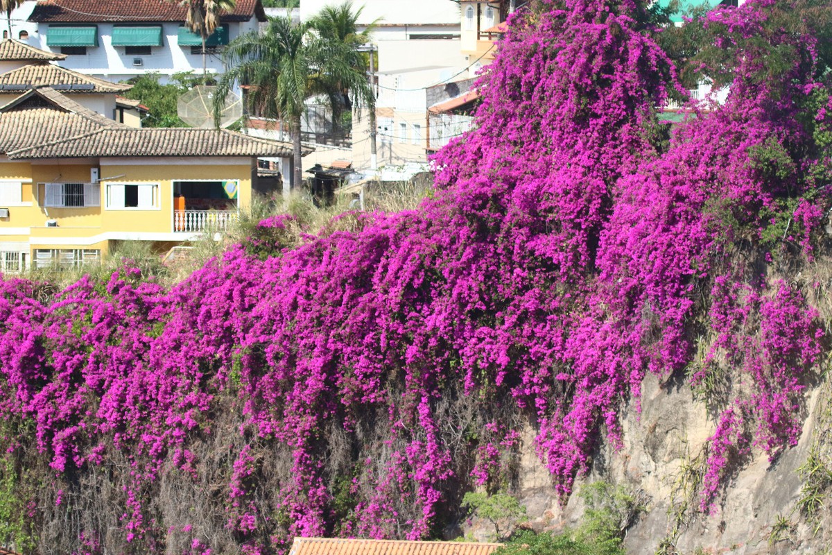 Veja a linda foto de buganvília feita por Aporé de Paula