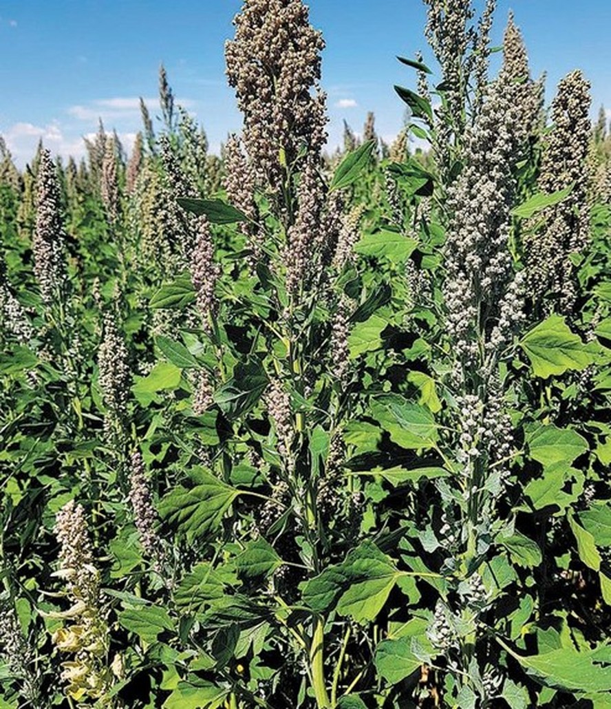 Yes, nós temos quinoa: país produz em escala comercial versão 'tropical'