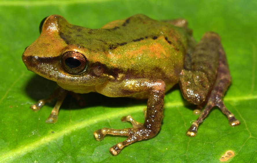 Peru descobre nova variedade de perereca na Amazônia