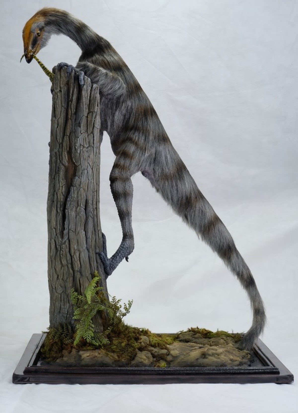 Garras de foice, bico de caça e escaladas em árvores: novo fóssil ...